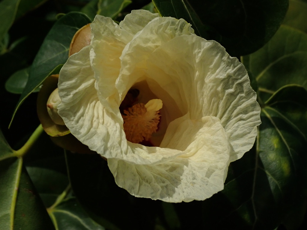 Portia tree (Thespesia populnea) - Botanical Realm