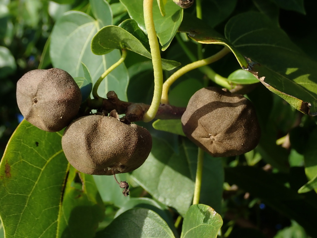 Portia tree (Thespesia populnea) - Botanical Realm