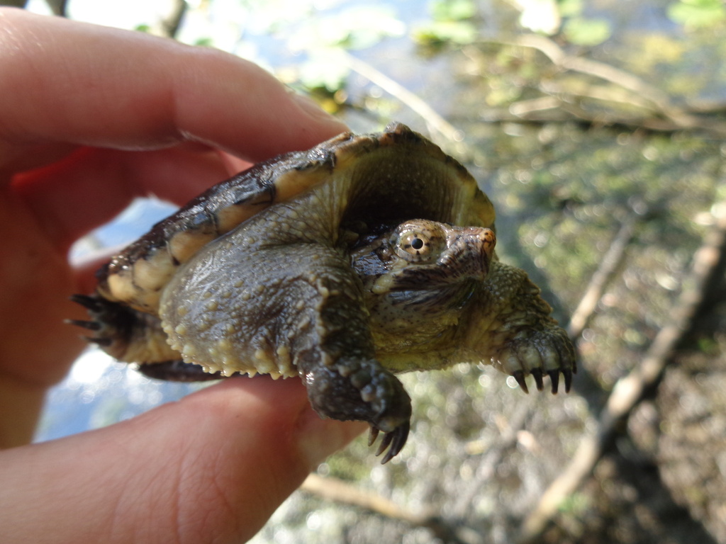 Common Snapping Turtle from Veterans Park, Mentor, OH, US on August 20 ...