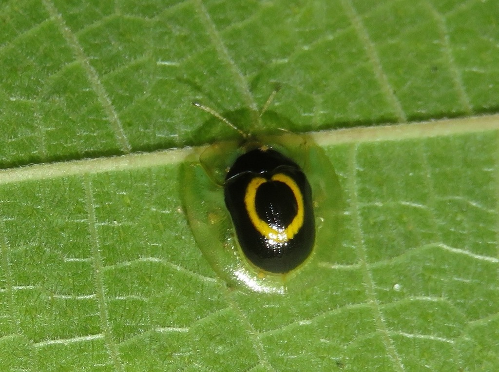Target Tortoise Beetle (Coleoptera of Loreto, Peru) · iNaturalist