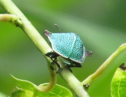 Omocerus insculptus · iNaturalist