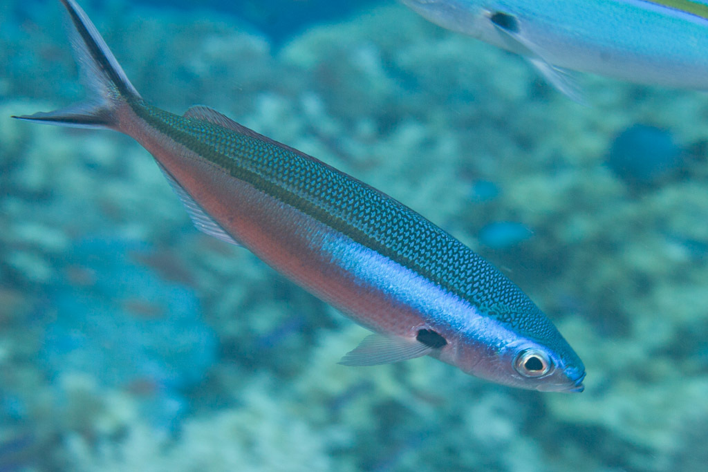 Neon Fusilier (Fishes of the Coral Sea Marine Park, Queensland ...