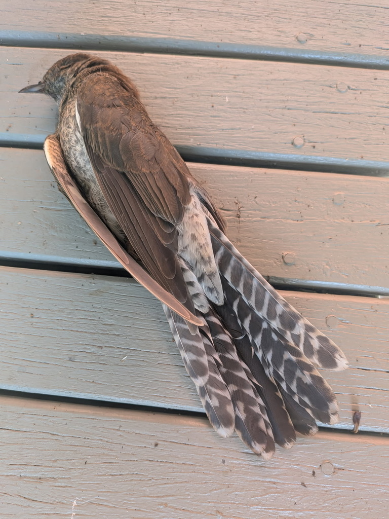 Fan-tailed Cuckoo from Tannery Rd, Cambewarra, NSW, AU on January 24 ...