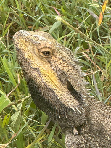 Eastern Bearded Dragon (Pogona barbata) - Snakes and Lizards