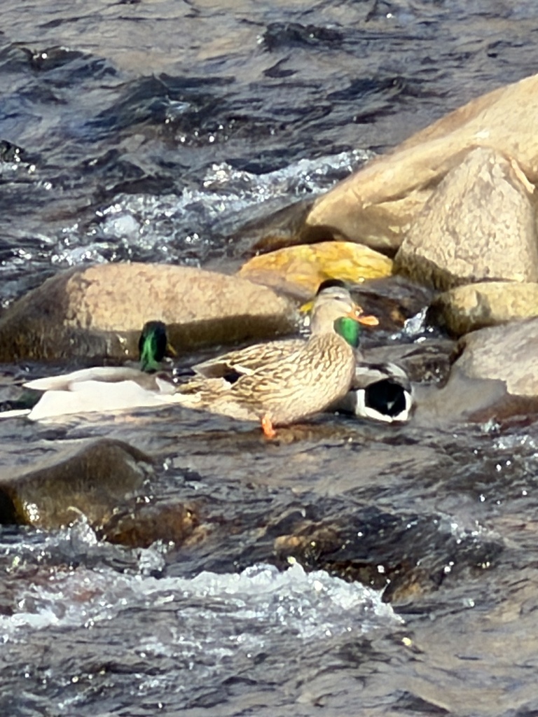 Mallard from Great Smoky Mountains National Park, Bryson City, NC, US ...