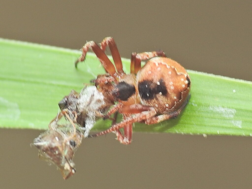 Typical Orbweavers from Talegalla Weir QLD 4650, Australia on January ...