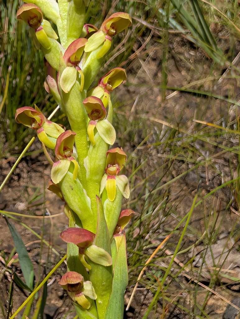 Tropical Monodisa from Mkhomazi Wilderness area, South Africa on ...