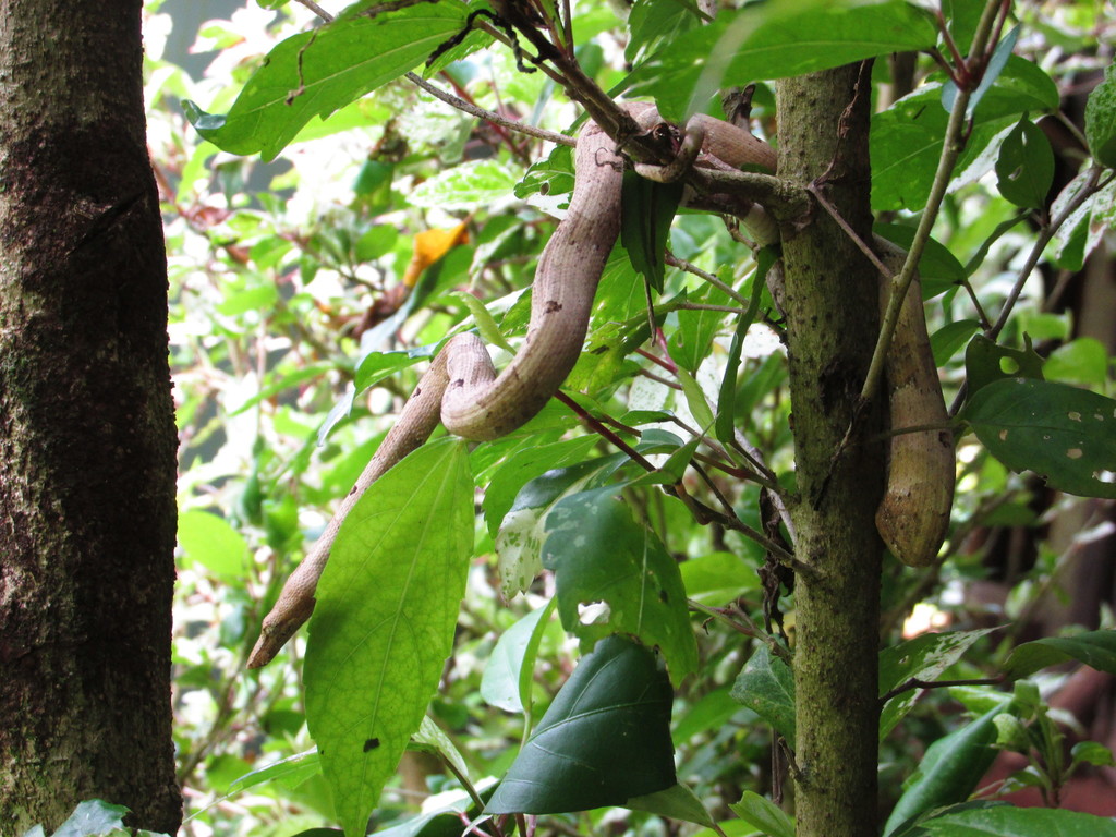 New Guinea Tree Boa in May 2014 by bushmonkey140 · iNaturalist
