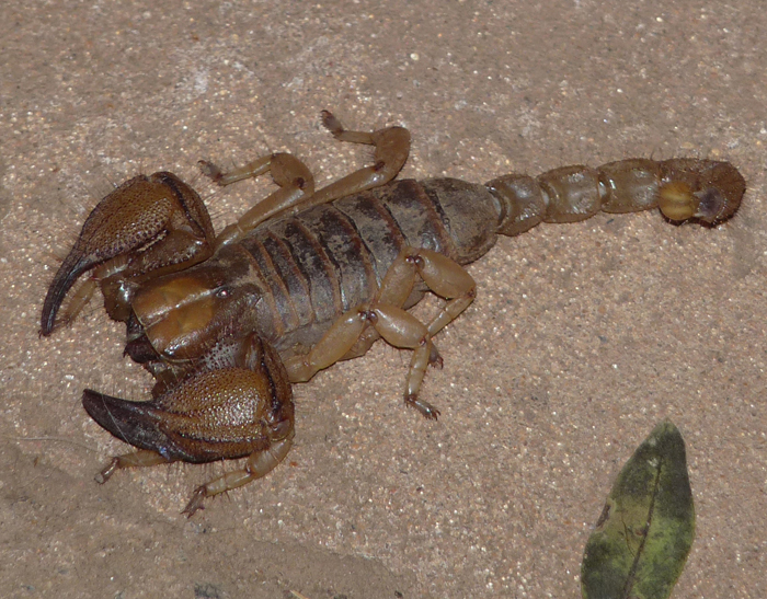 Shiny Burrow Scorpion from Livingstone, Sambia on August 20, 2010 at 06 ...