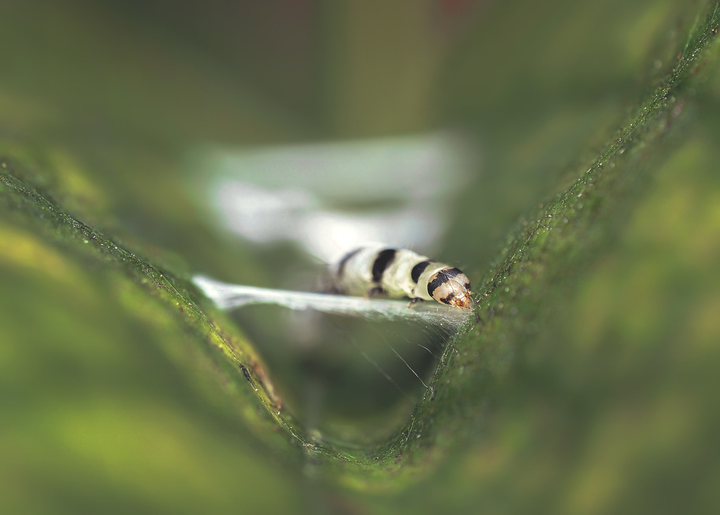Redbud Leaffolder Moth from Laurens, SC, US on September 22, 2025 at 11 ...