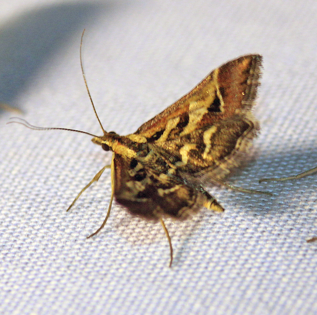 Arrowhead (I.D. Guide to Micro-Moths of NZ's Kauri Kingdom ...
