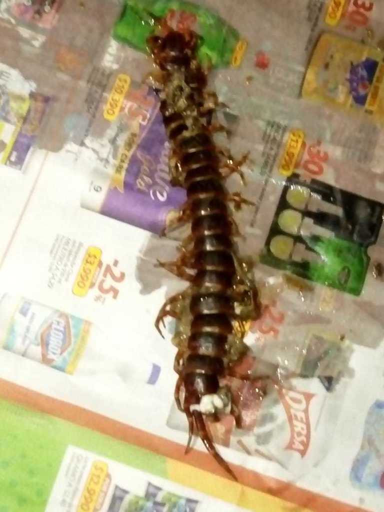 Amazonian Giant Centipede from Coveñas Naval Base (CVE), Coveñas, Sagoc ...