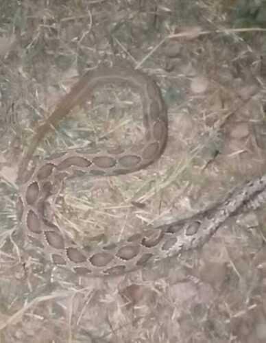 Russell's Viper (Daboia russelii) - Snakes and Lizards