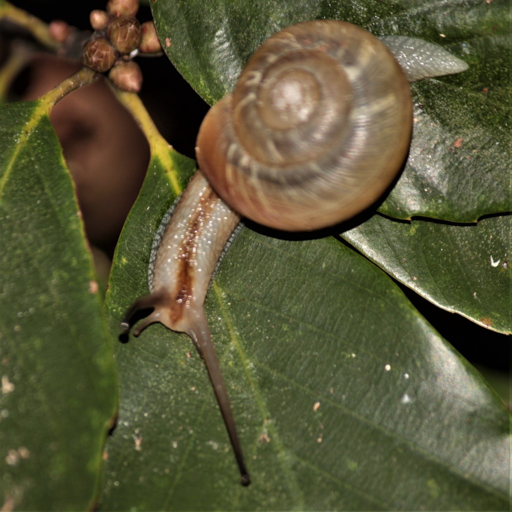 Euhadra subnimbosa from Takayacho Nakashima, Higashihiroshima, Hiroshima 739-2125, Japan on ...