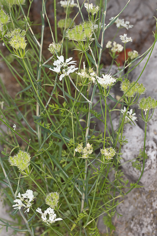 Large-flowered Orlaya (Orlaya grandiflora) - Botanical Realm