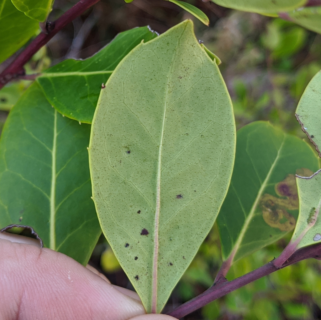 Large Gallberry (Ilex coriacea) - Botanical Realm