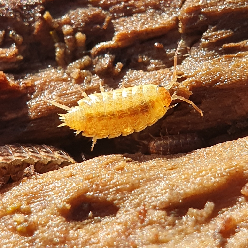 Woodlice and Pillbugs from Tansor, Peterborough PE8 5HF, UK on January ...