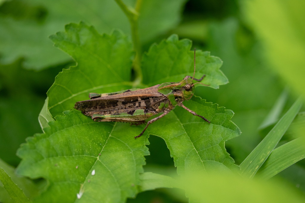 Oedaleus infernalis in August 2022 by miragin · iNaturalist