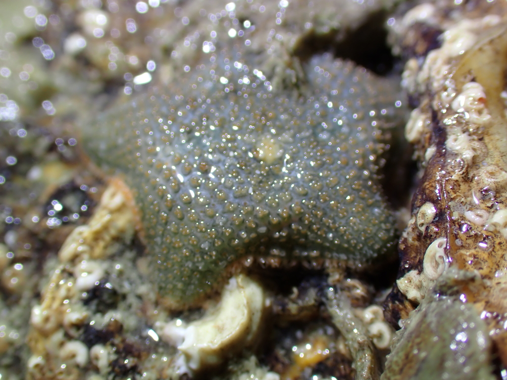 Cushion Star from Charente-Maritime, Poitou-Charentes, France on ...