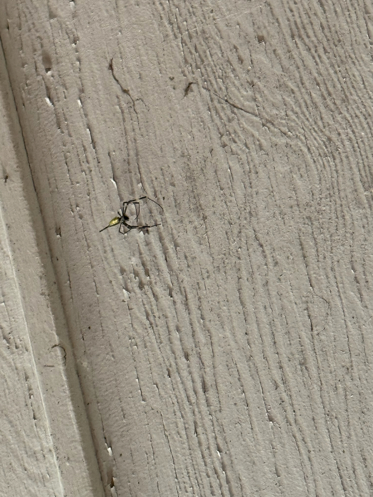 Joro Spider from Clarke Dr, Athens, GA, US on January 24, 2026 at 12:38 ...