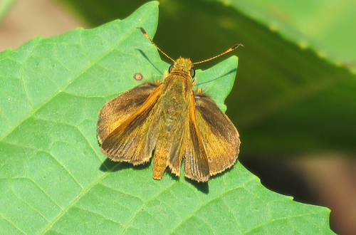 Saltarina Redundante (Insectos de Veracruz. Part 2B Lepidoptera ...