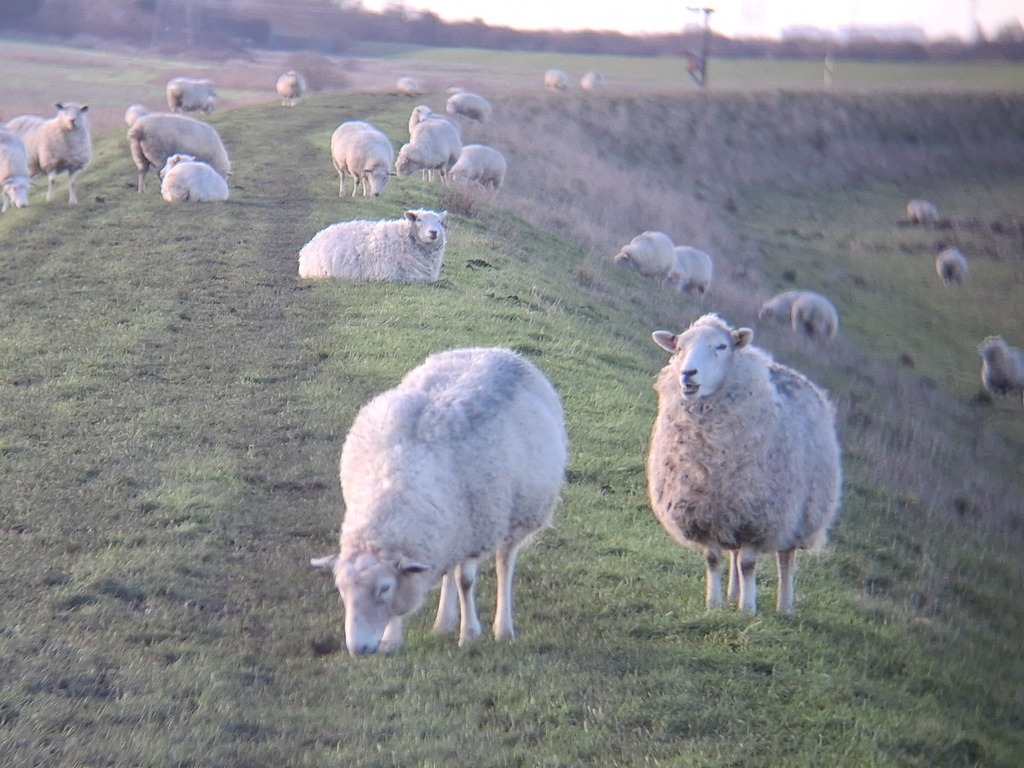 Domestic Sheep from RSPB Nene Washes, Eldernell Ln, Eldernell ...