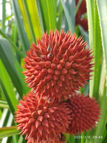 Pandanus affinis · iNaturalist