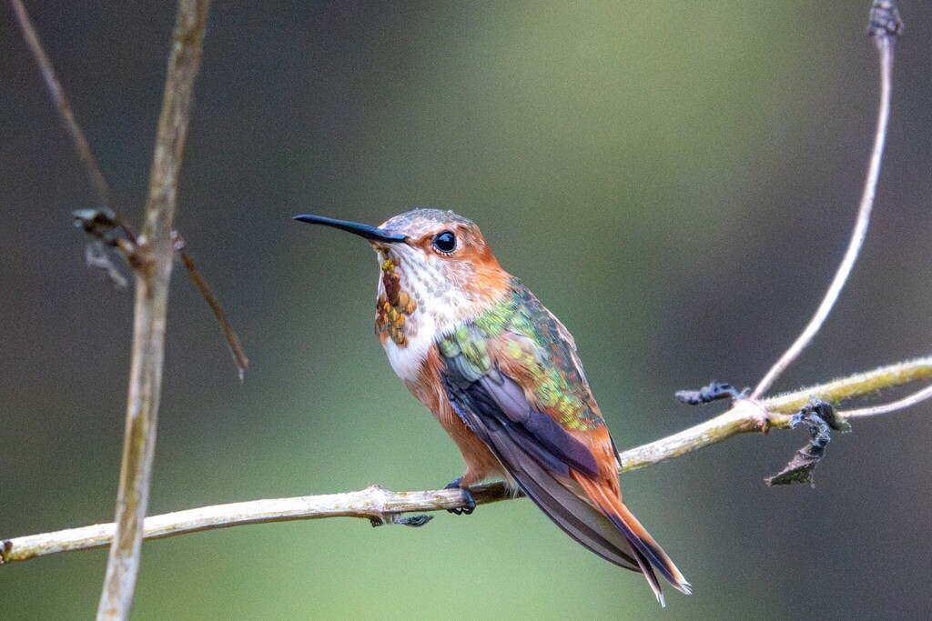 Allen's Hummingbird in January 2026 by Brandon Johnson · iNaturalist