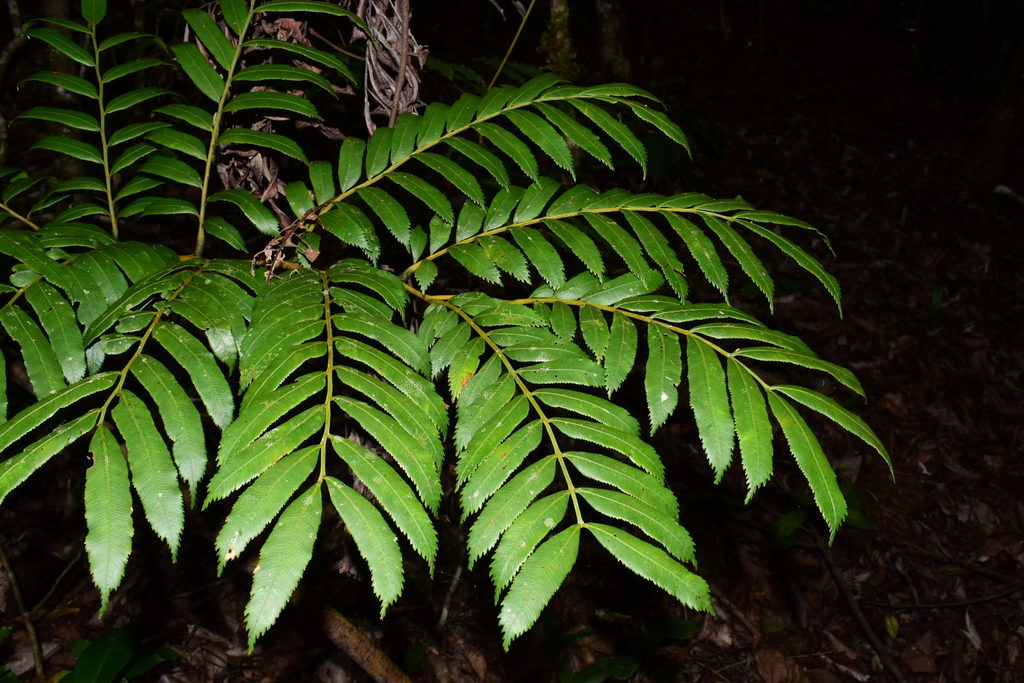 potato fern family (Marattiaceae) - Botanical Realm