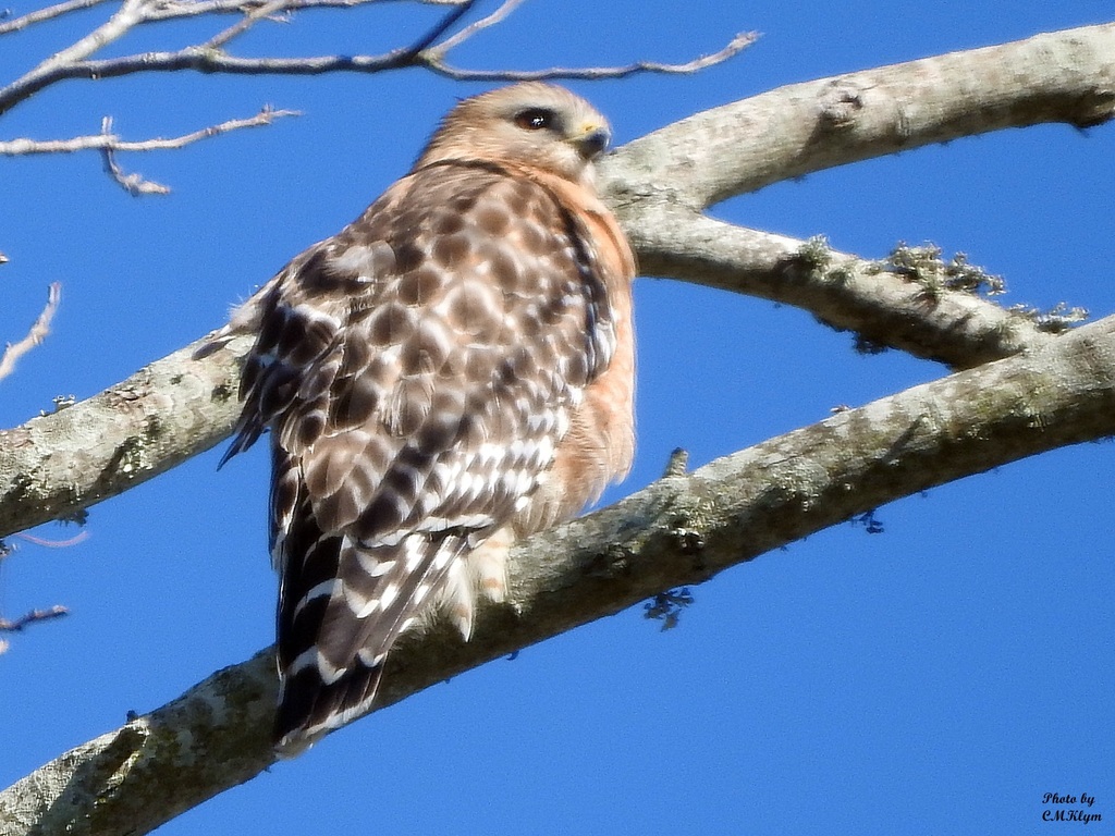 Red-shouldered Hawk from Avondale, LA, USA on February 7, 2020 at 09:51 ...