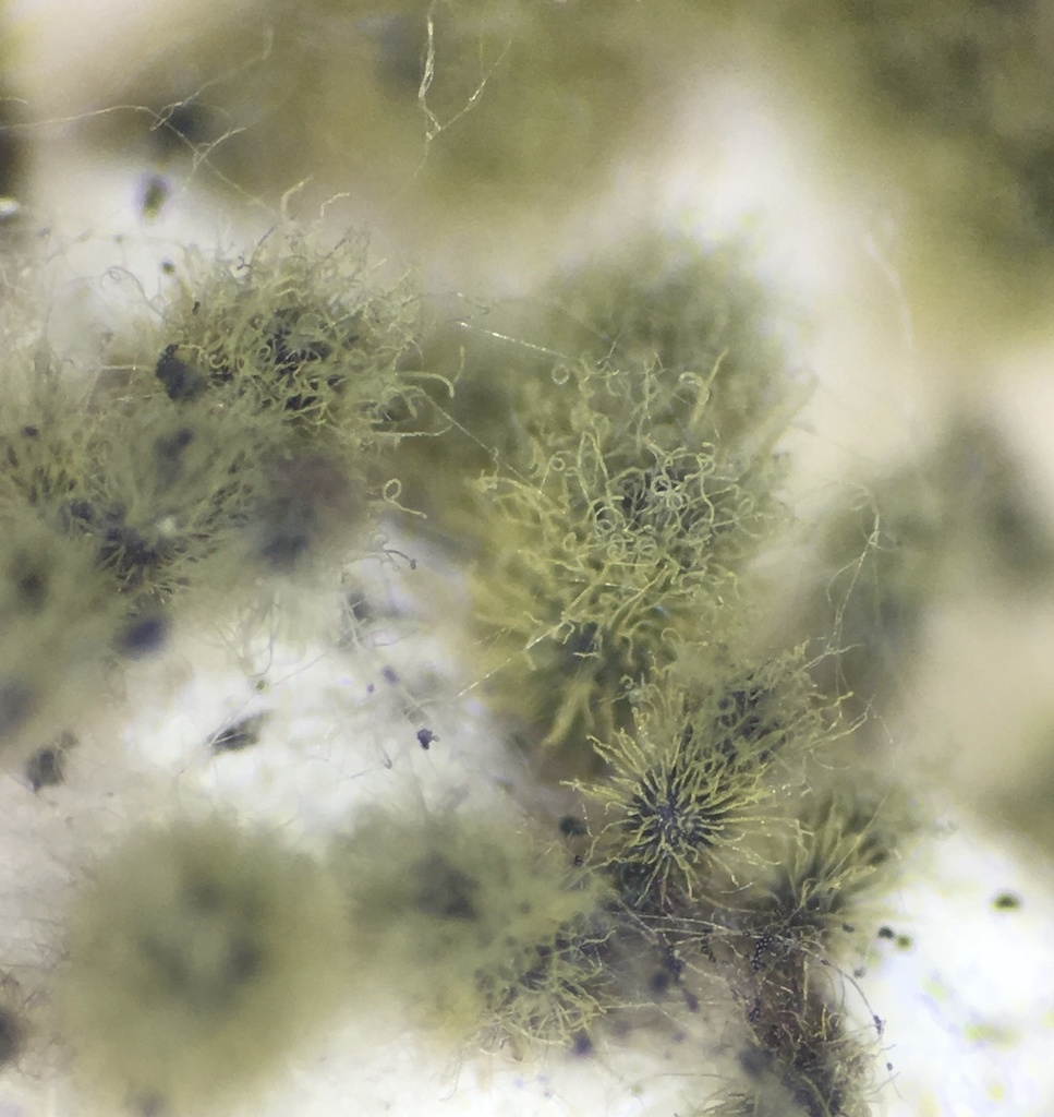 Chaetomium globosum from Pelham Bay Park, New York, NY, US on January ...
