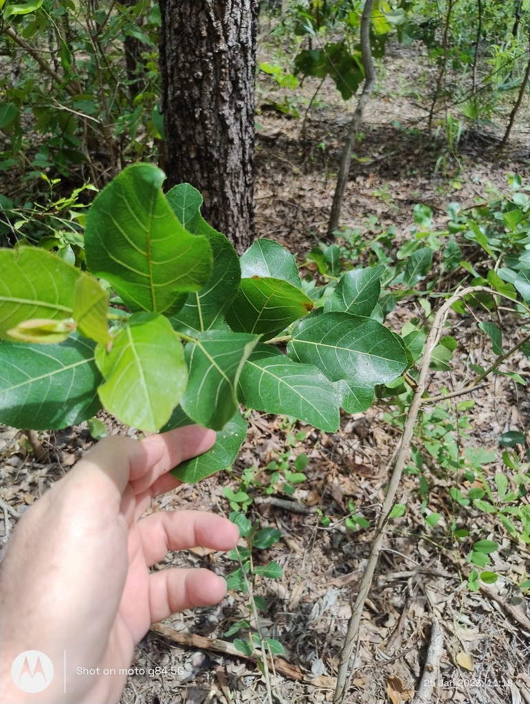 Figs from Charles Darwin NT 0822, Australia on January 25, 2026 at 11: ...