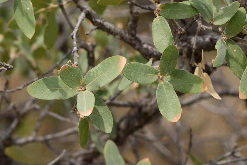 gray oak in April 2025 by Aidan Campos. Quercus grisea Liebmann In ...