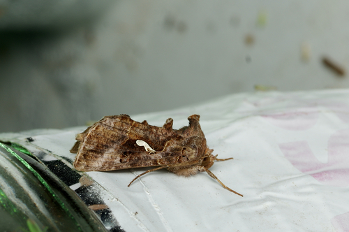 Photo 610567702, (c) David Issler, some rights reserved (CC BY-NC-ND ...
