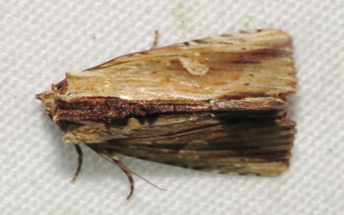 Antachara diminuta · iNaturalist