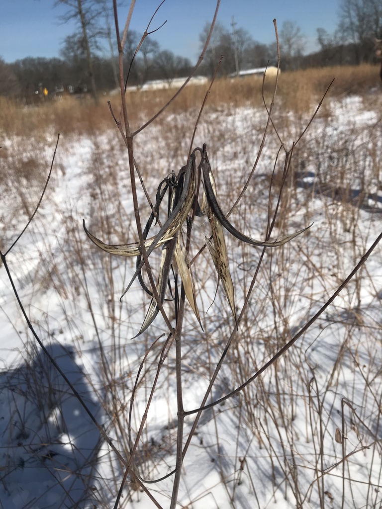 hemp dogbane from Brownwell Woods (Cook County Forest Reserve ...