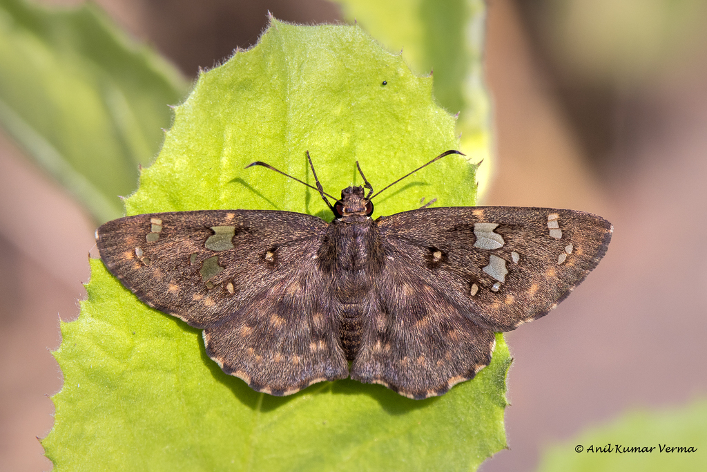 Malabar Spotted Flat (Butterflies of SGNP-Nagla block) · iNaturalist