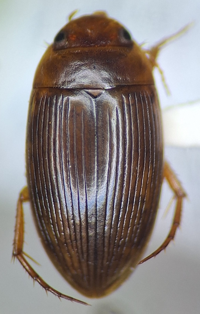 Copelatus glyphicus from Chamblee Dunwoody Rd @ Blackburn Way, Chamblee ...