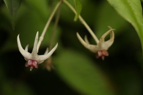 Hoya lanceolata · iNaturalist