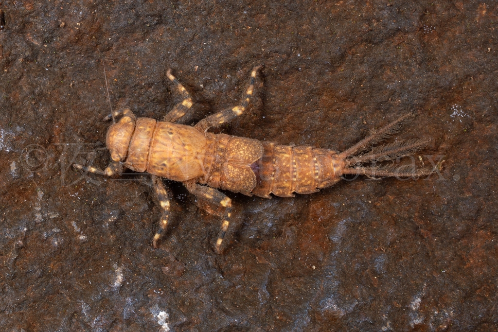 Potamanthellus chinensis from 中国 安徽省宣城市宁国市 皖南川藏线青龙湾原生态旅游度假区 on January ...