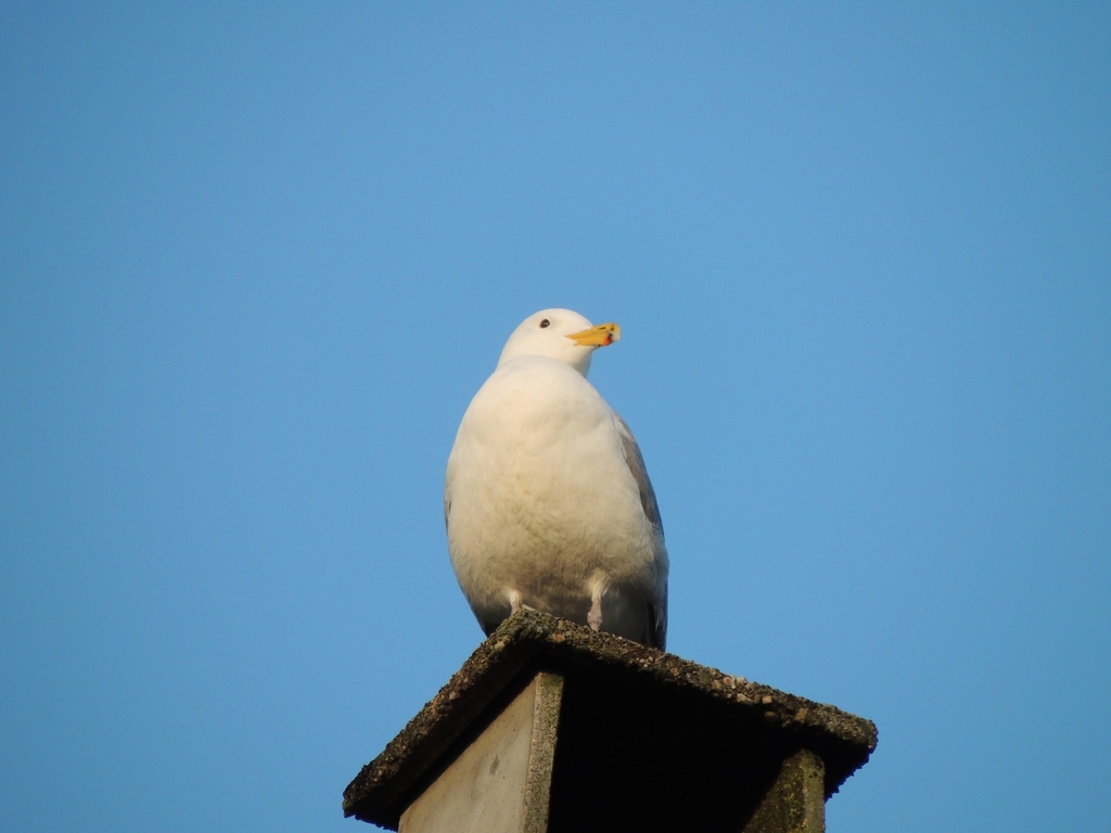 Large White-headed Gulls from Southbound Main St @ E 28 Ave, Vancouver ...