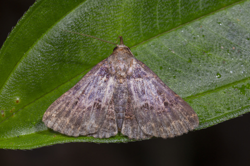 Bertula momusalis · iNaturalist