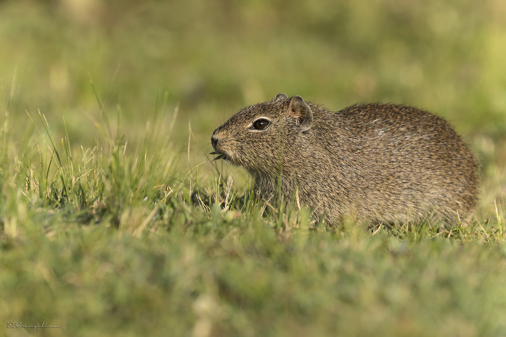 Brazilian Guinea Pig (Cavia aperea) - Know Your Mammals