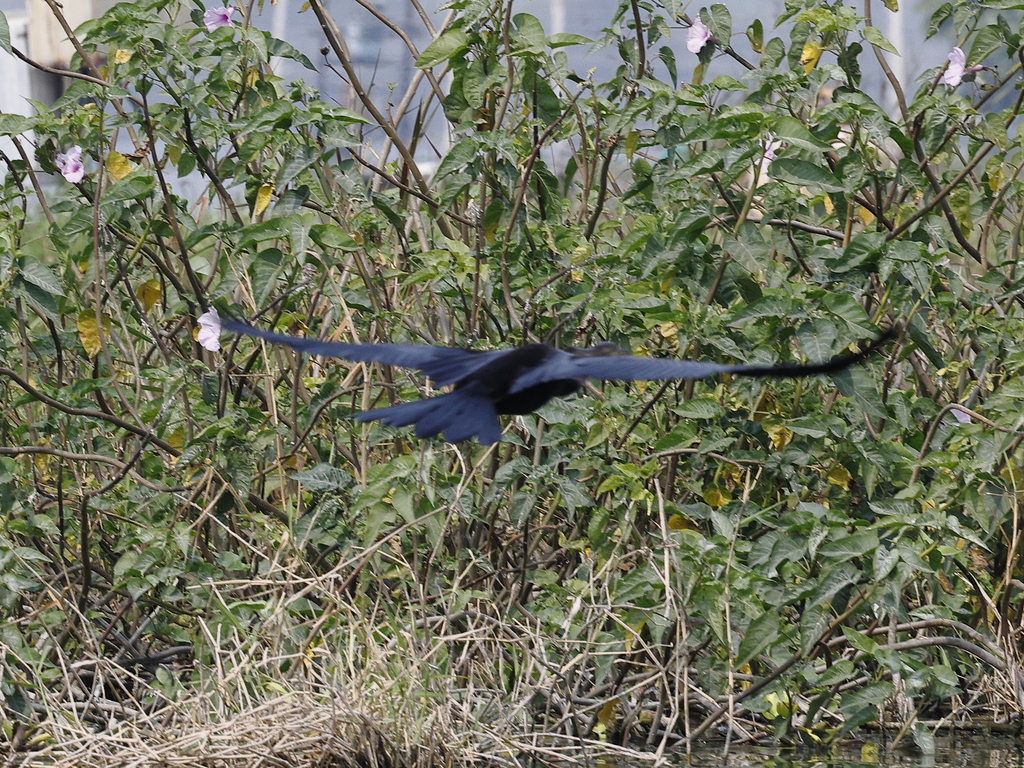 Birds from Baramati, Maharashtra, India on January 17, 2026 at 12:28 PM ...