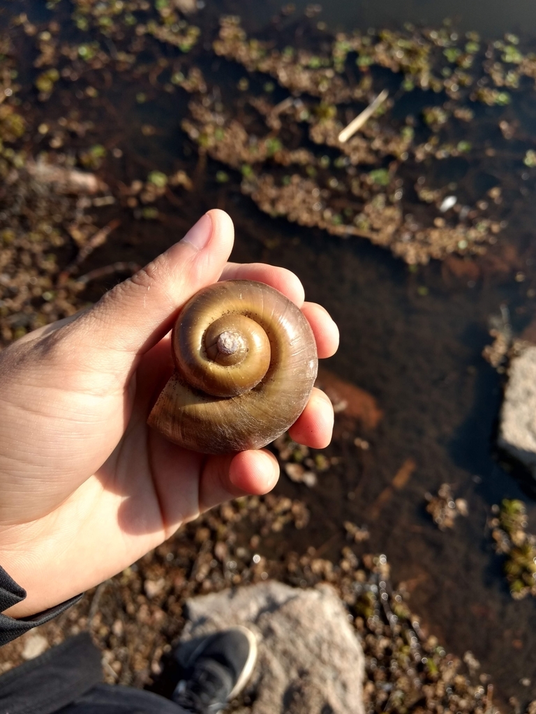 Common Apple Snails from Laguna del Diario on September 09, 2018 at 03: ...