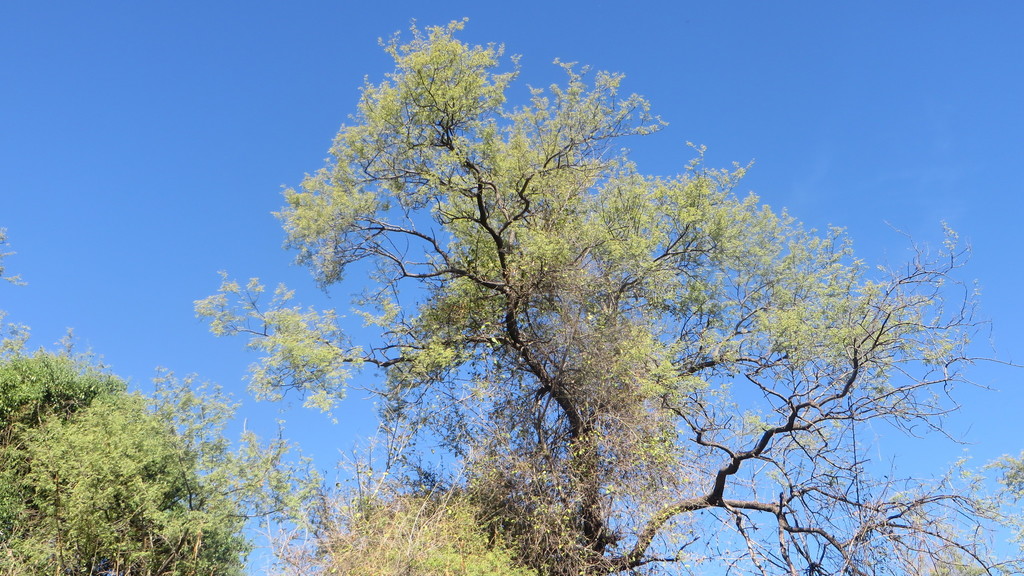 Palo chino desde Alamos, MX-SO, MX el 19 de enero de 2017 a las 10:10 ...