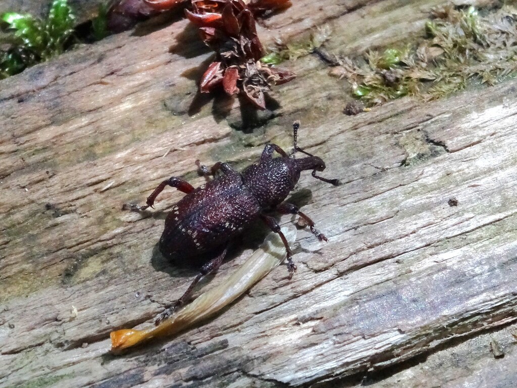 Hylobius haroldi in June 2019 by t_natsume · iNaturalist