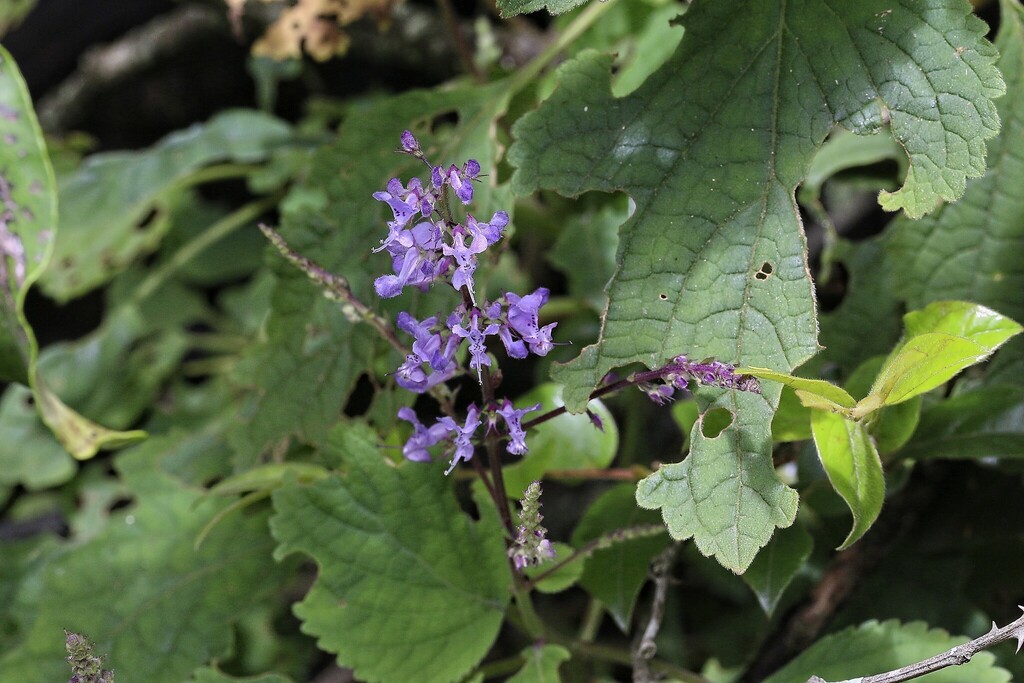 Ecklon spurflower from Ntsinini #1, Nkangala District Municipality ...