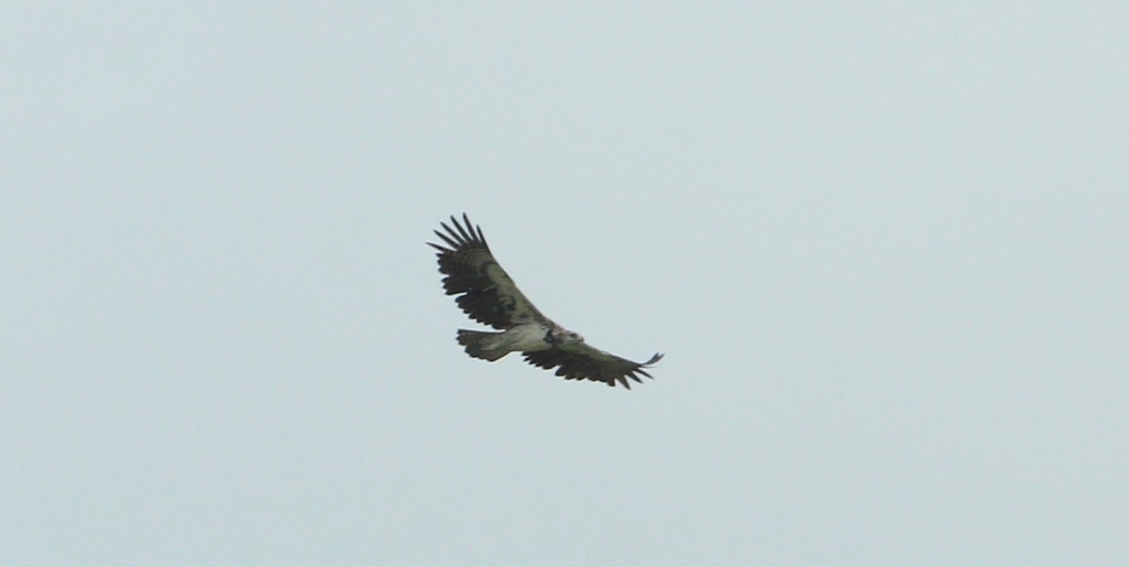 Martial Eagle in January 2026 by Jed Bird · iNaturalist