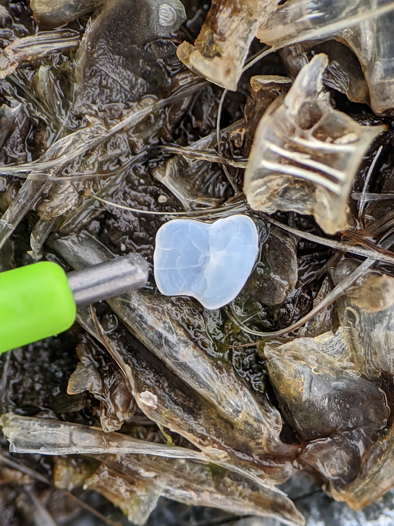 Ocellated icefish (Chionodraco rastrospinosus) - Marine Life Identification